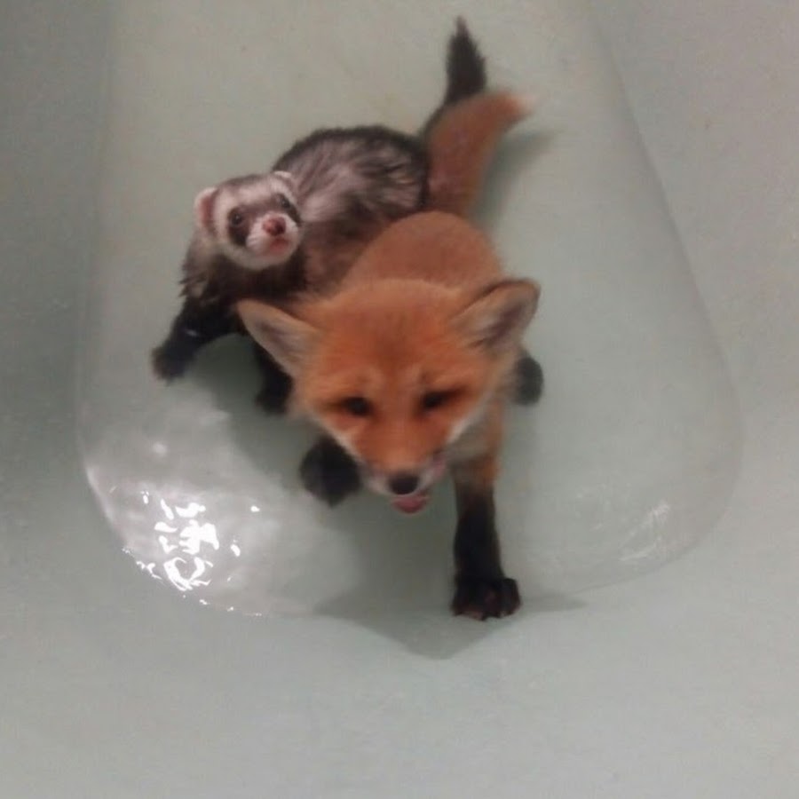 Ferret and Fox - YouTube