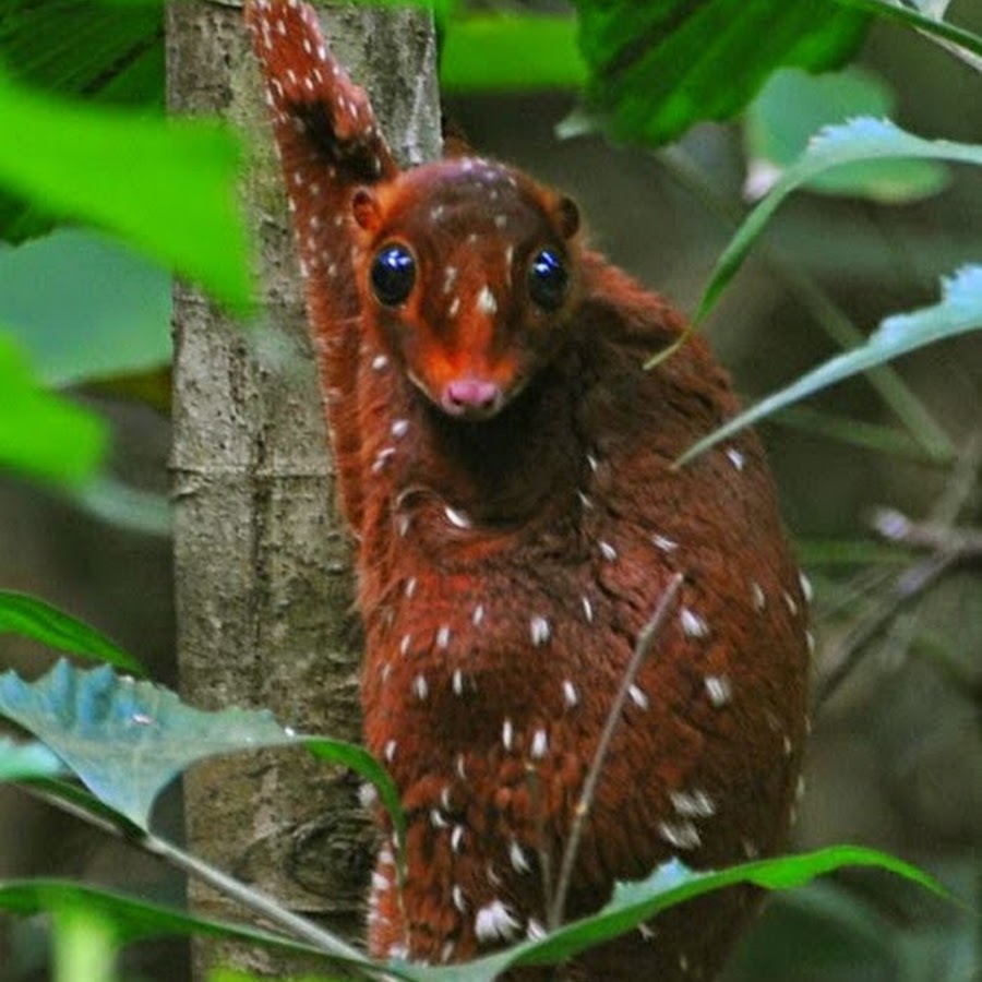 Sunda Colugo - YouTube