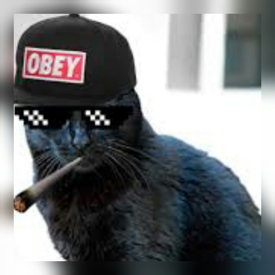 NIGGA CAT HD - YouTube