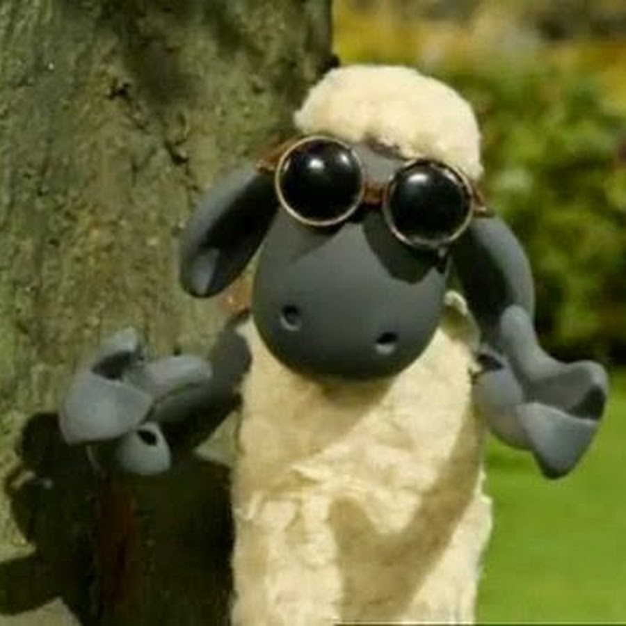 Ovelha Choné - YouTube