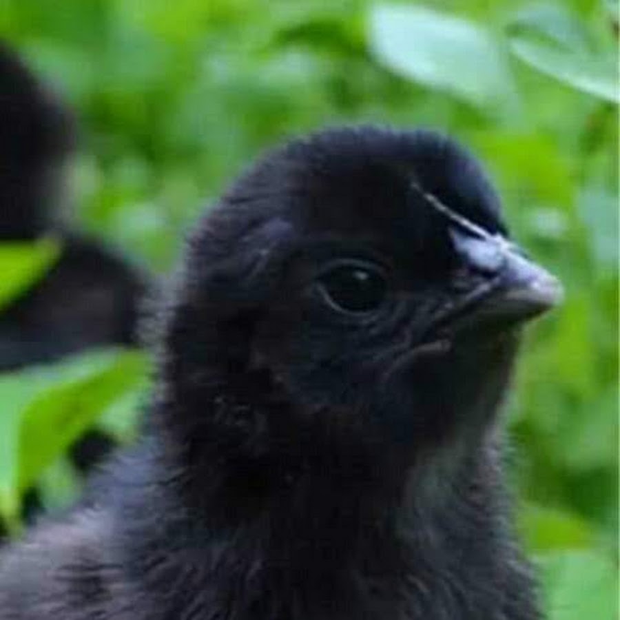 Africa Chick Youtube