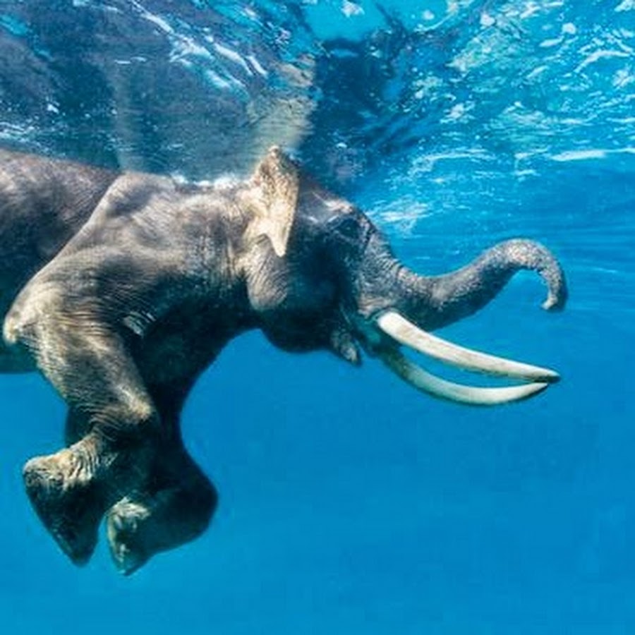 Swimming with Elephants - YouTube