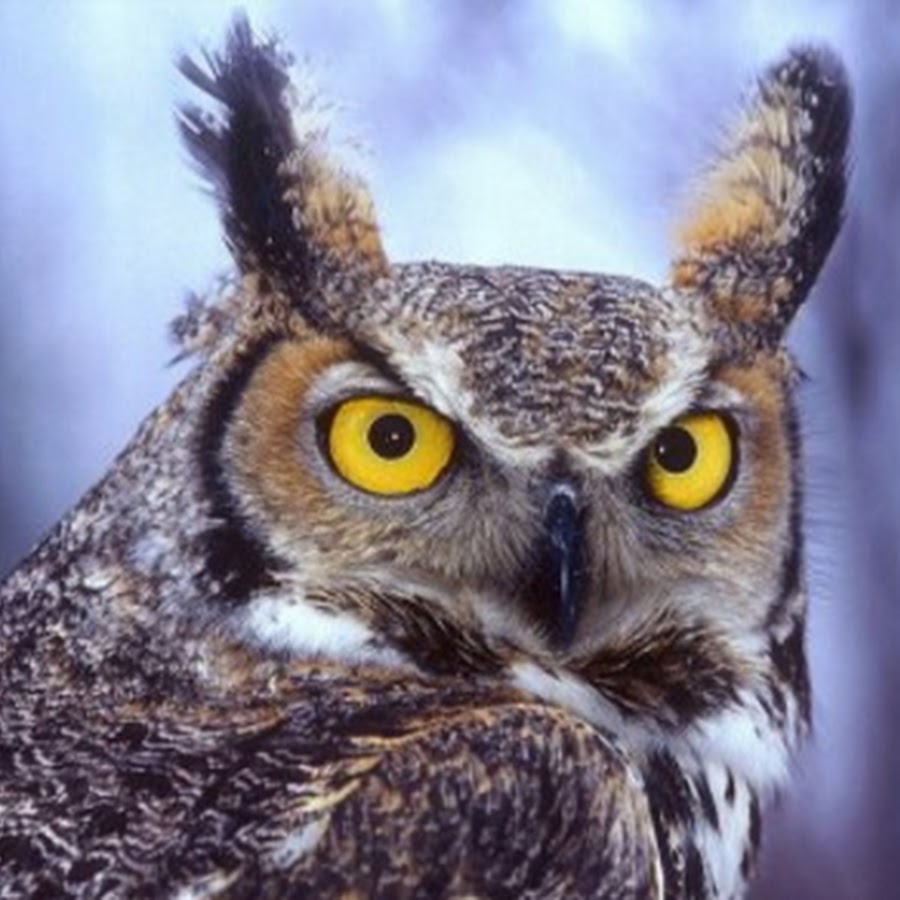 UNPREDICTABLE ANIMALS - YouTube