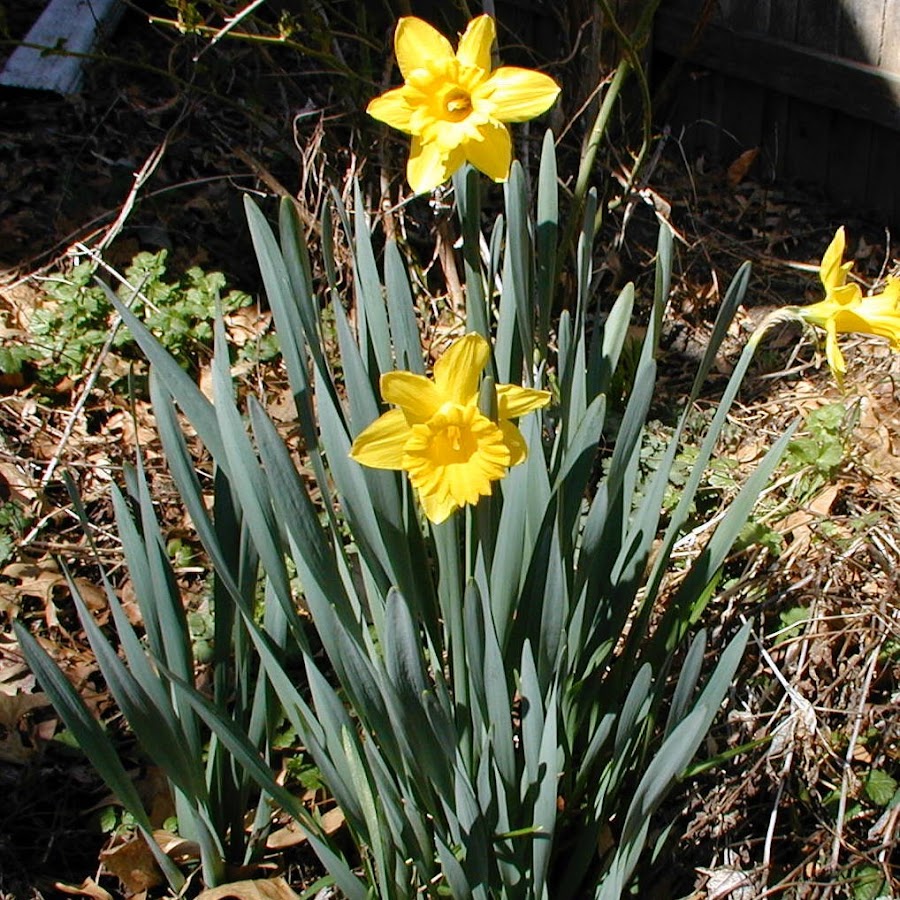 Bumbling Brit - YouTube