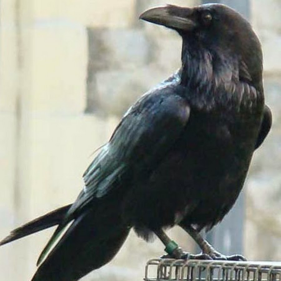 corbo black - YouTube