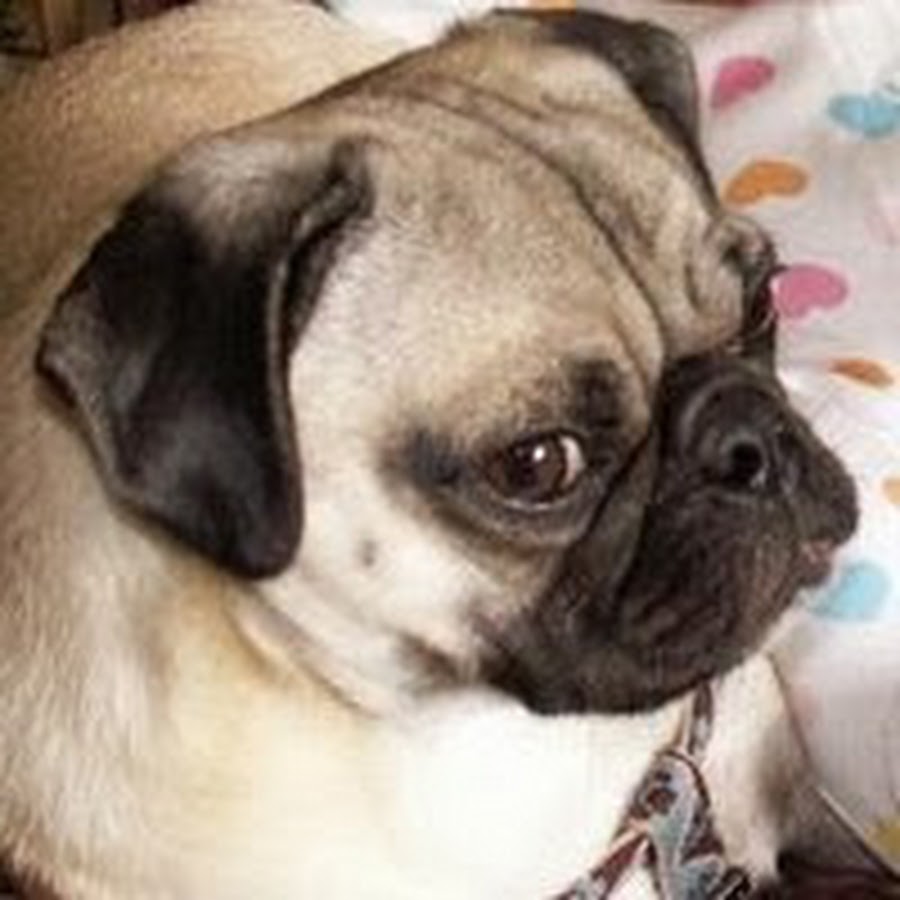 Chubby Pug - YouTube