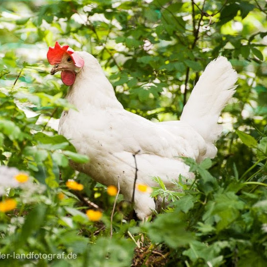 Weißes Huhn - YouTube