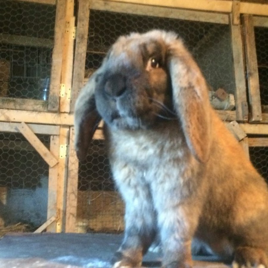 Iepuri de rasa - YouTube