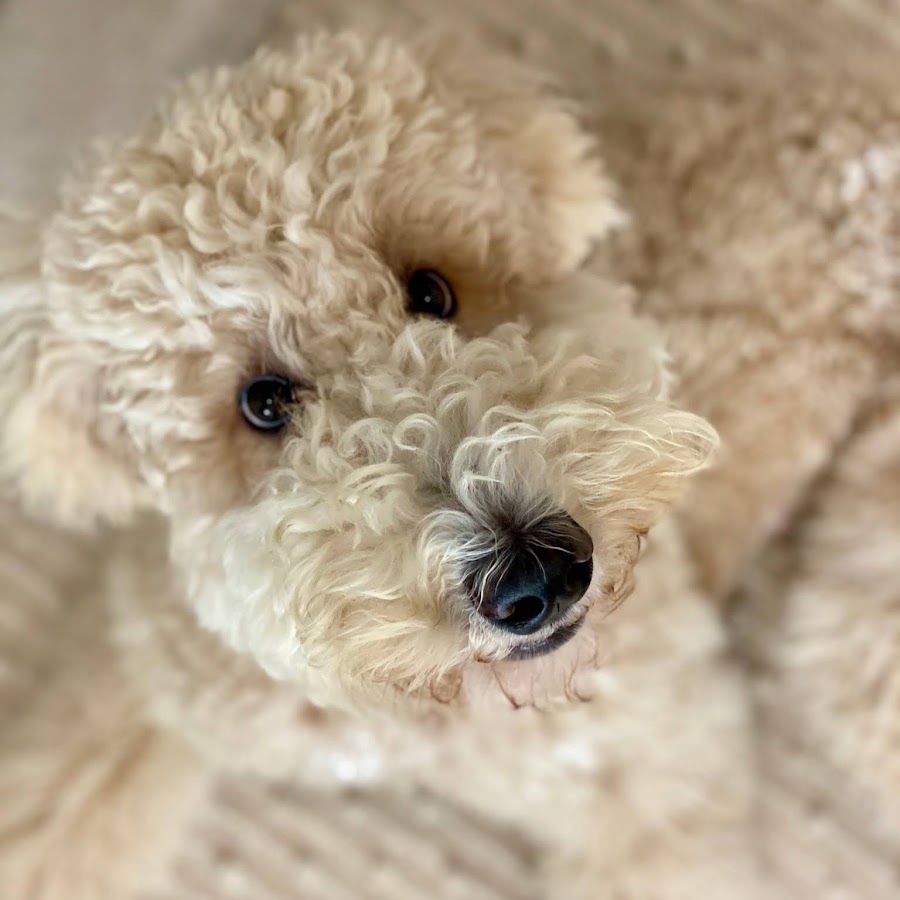FLOOF DOG vs WORLD - YouTube