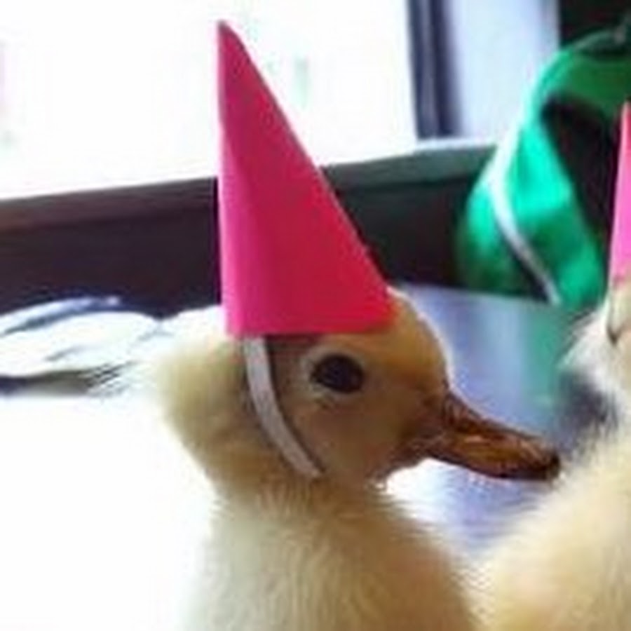 A Duck wearing a party hat - YouTube