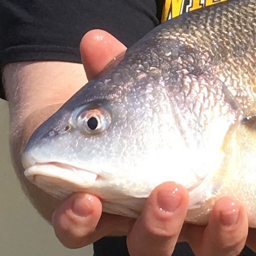 A Really Depressed Fish - YouTube