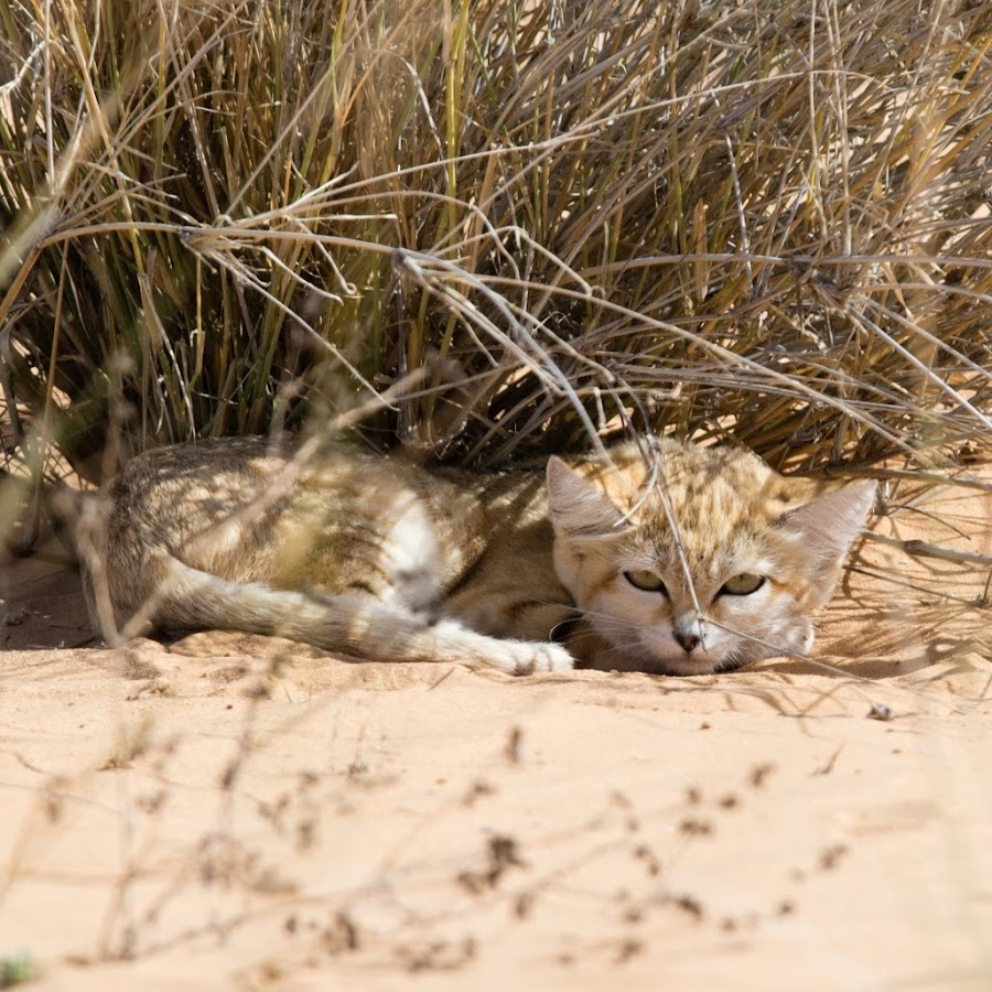 Sand Cat Sahara Team - YouTube