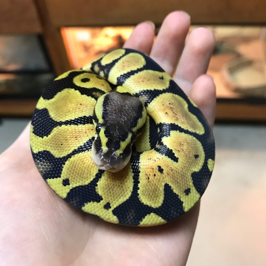 Anna’s Animals - YouTube