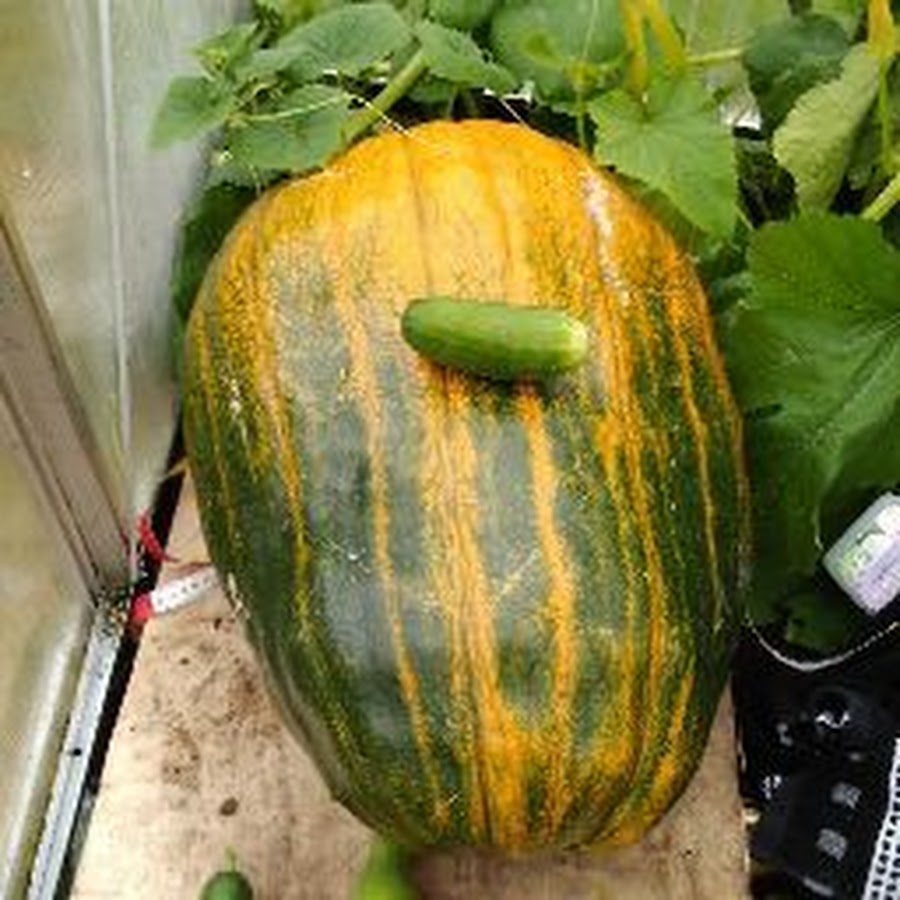 giant vegetables - YouTube