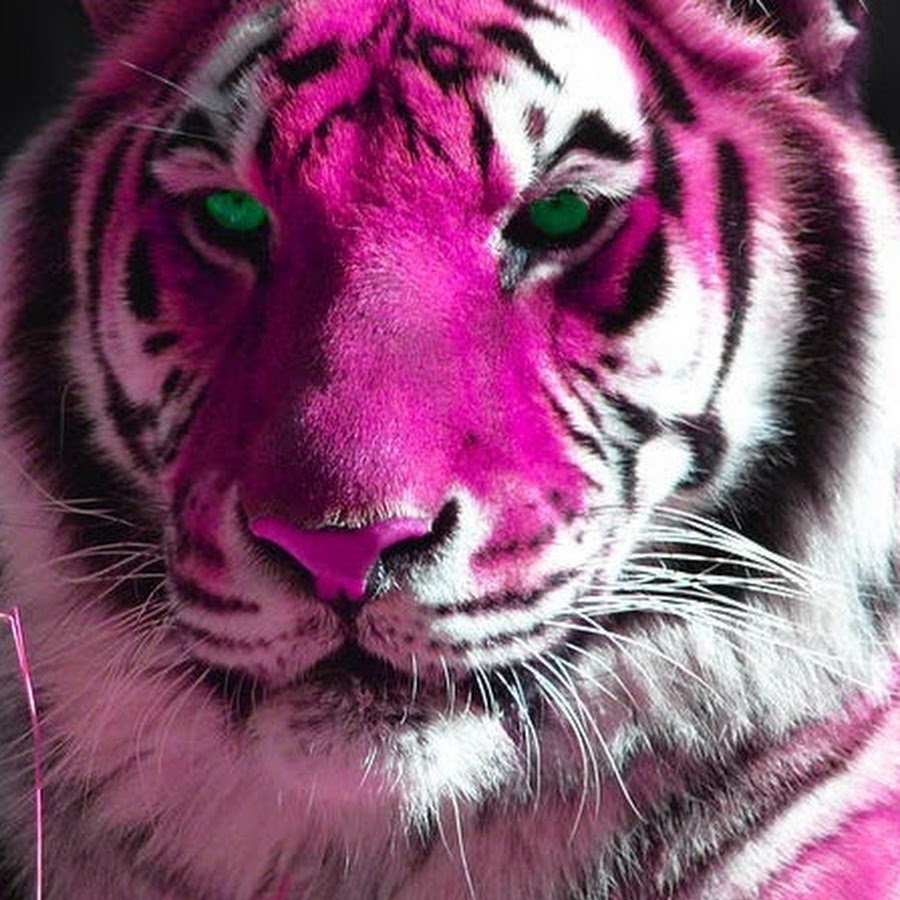 Pink Tiger - YouTube