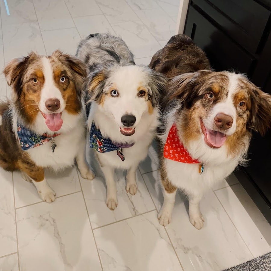 Life With Aussies - YouTube