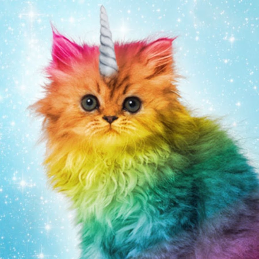The Caticorn - YouTube