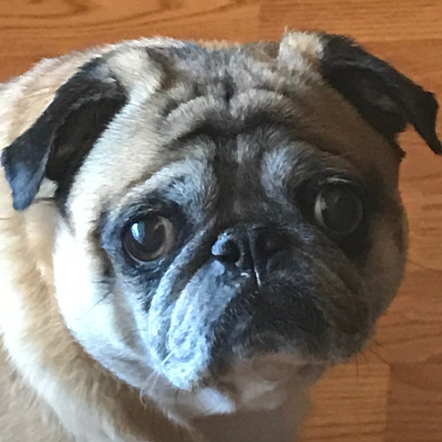 Pugs B Crazy - YouTube