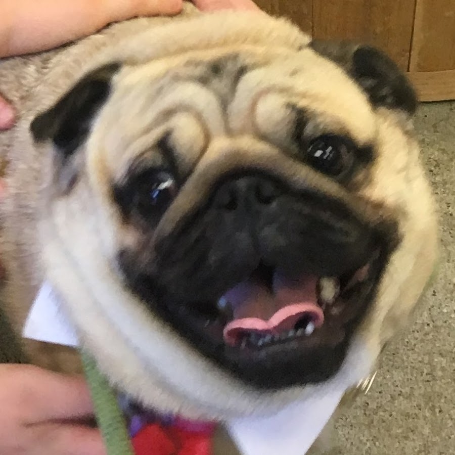 Pug Man - YouTube