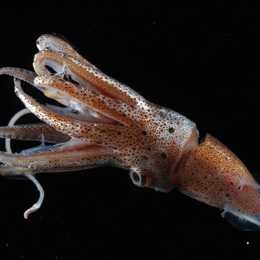 Killer Squid Studios - YouTube