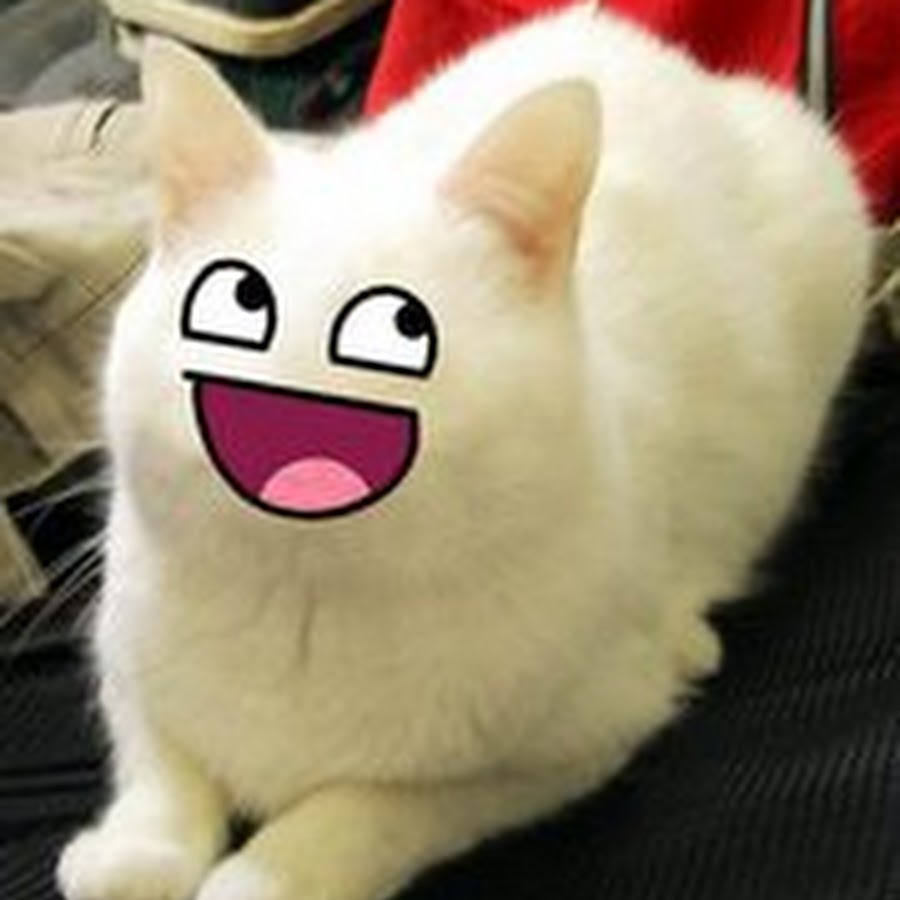 Miming Cat - YouTube