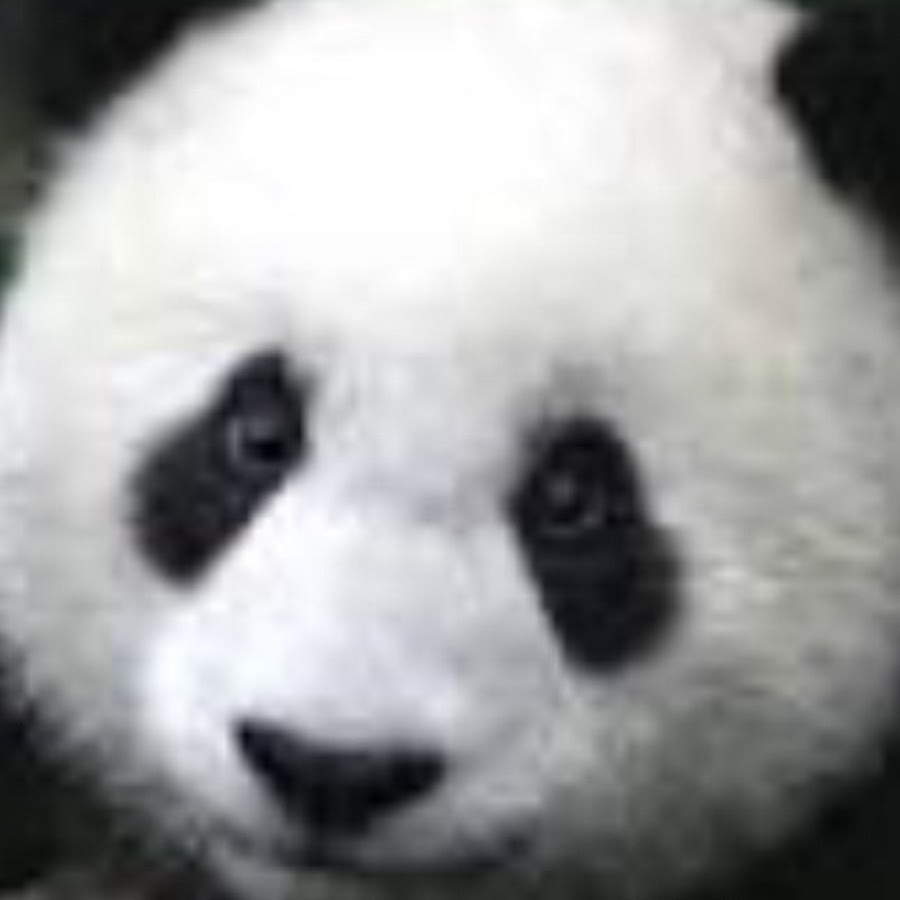 Panda Youtuber - YouTube