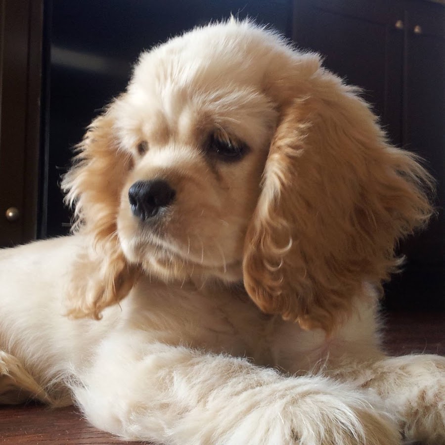 Silver Country Cocker Spaniels - YouTube