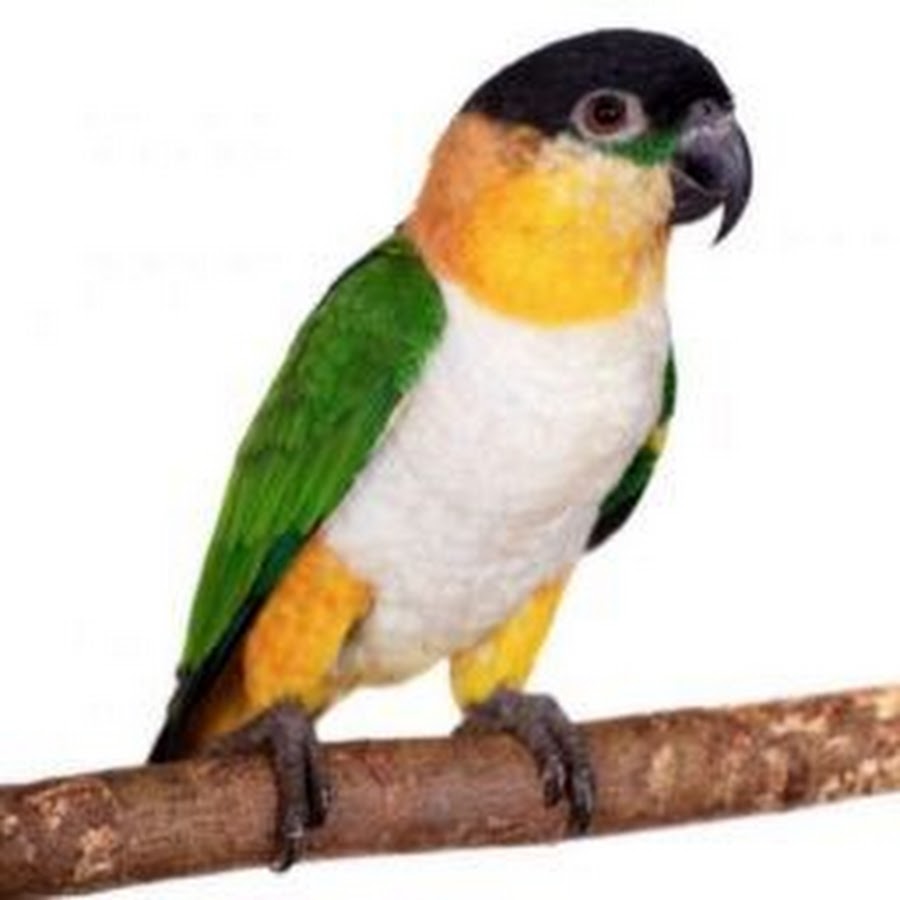 Ibon MixTV - YouTube