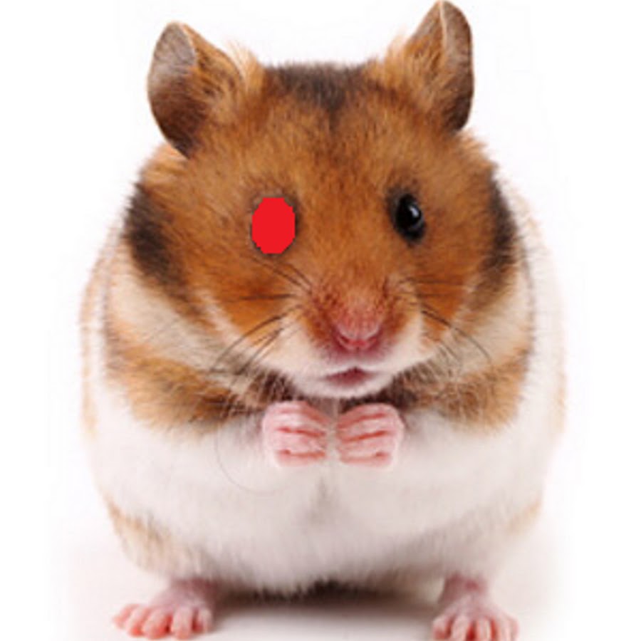 The Robotic-Hamsters - YouTube