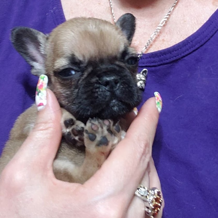 High Desert's French Bulldogs - YouTube