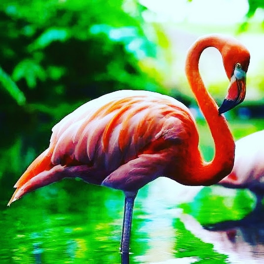 FLAMINGO VLOGS - YouTube