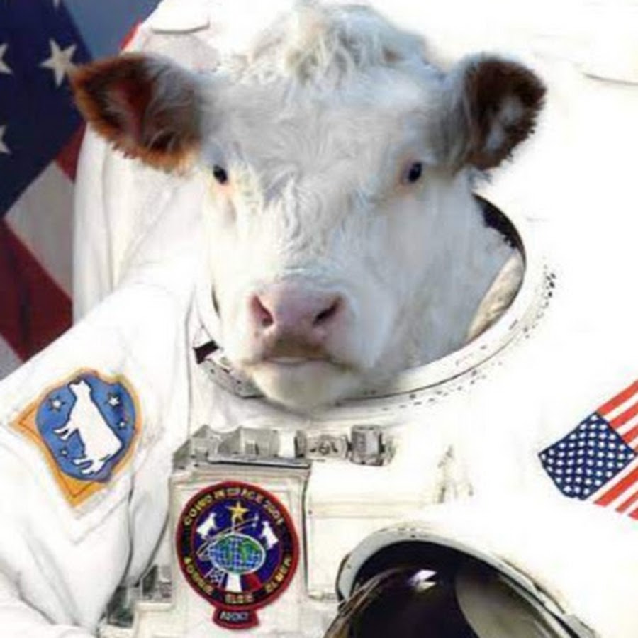 Space Cow - YouTube