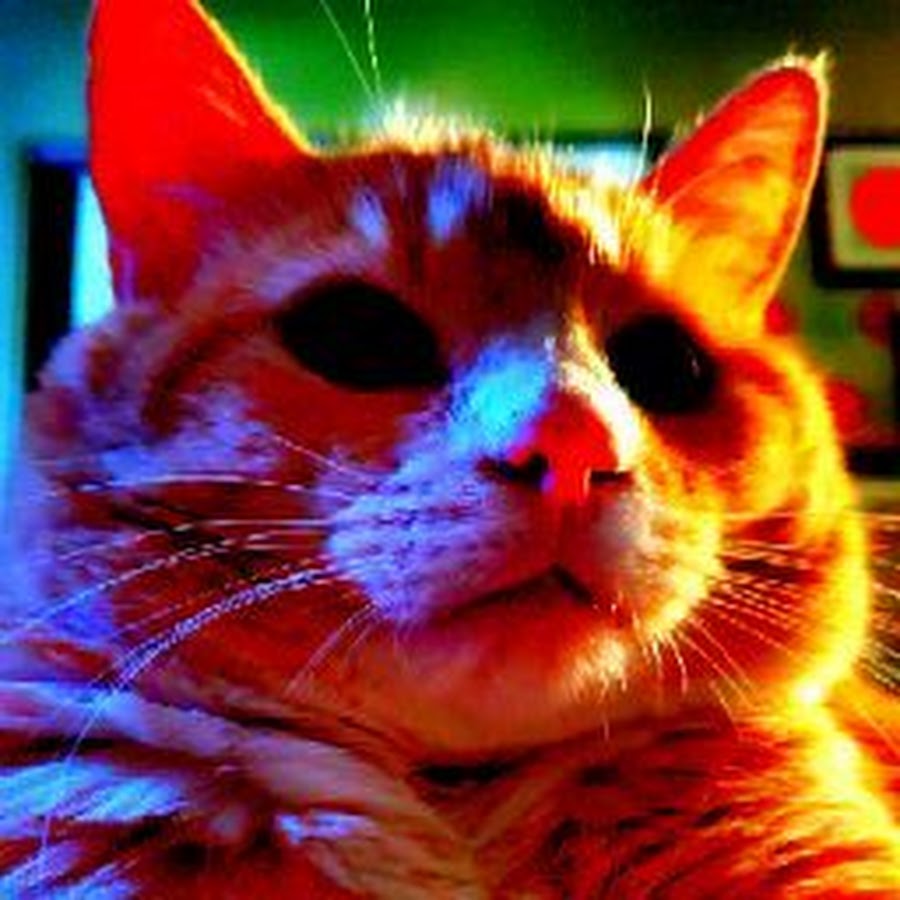 Flying Phoenix Cat - YouTube