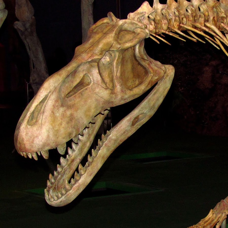 Chonky Tiger - YouTube