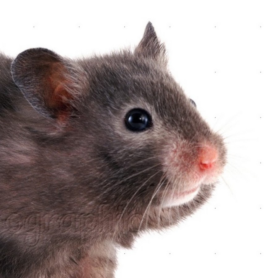 Hamster Gaming - YouTube