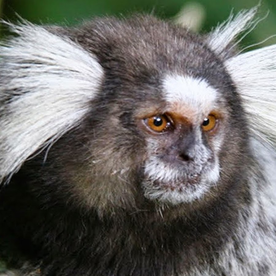 Macaco Sagui - YouTube