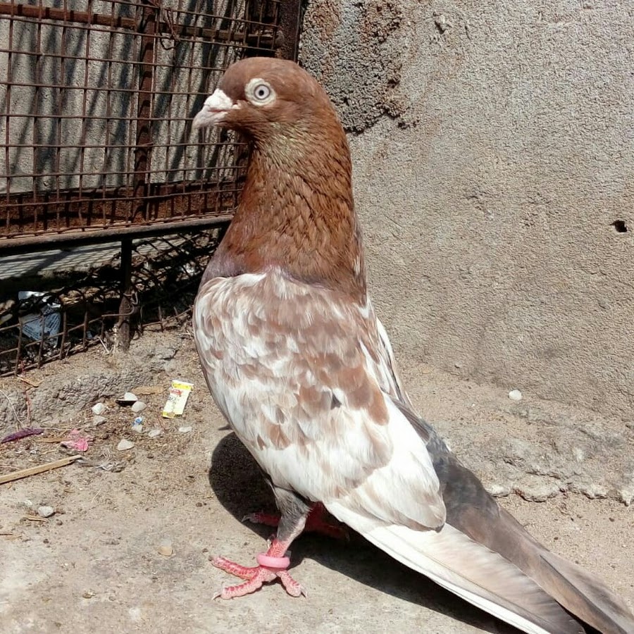 Hyderabad high flying pigeons - YouTube