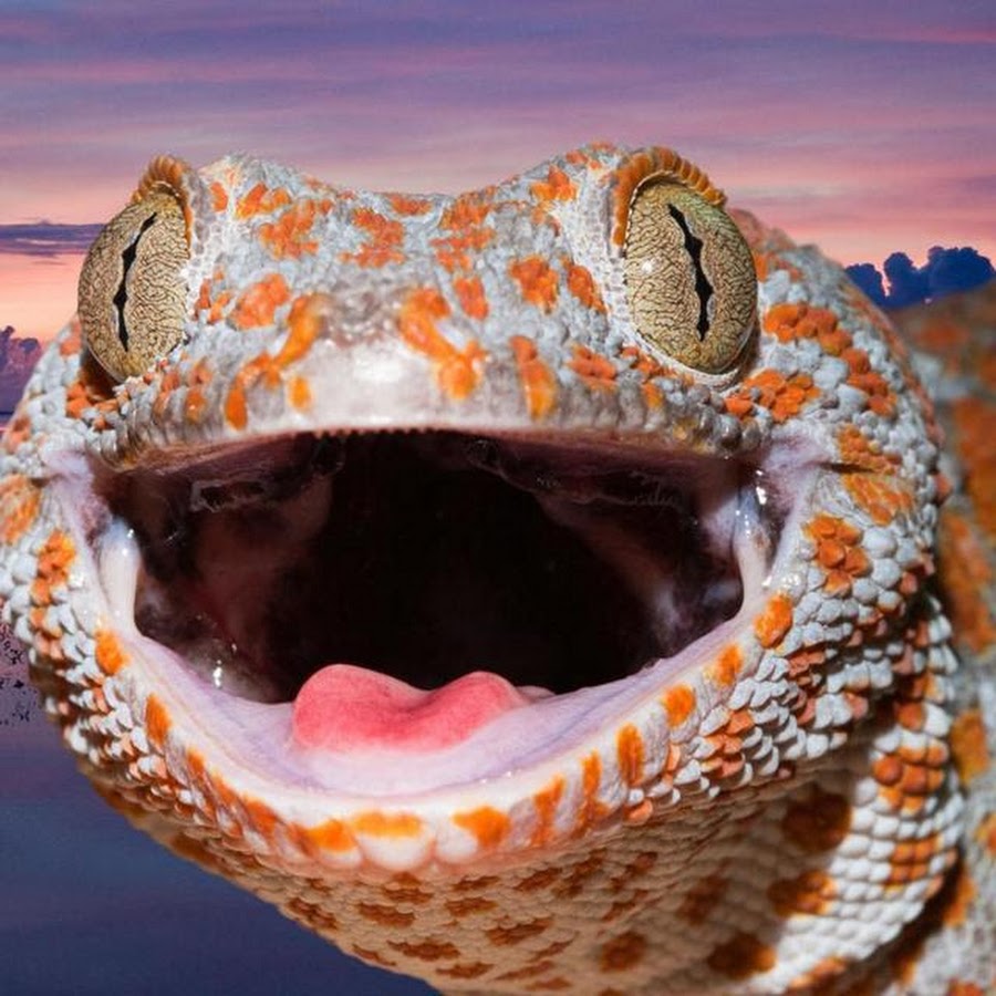 Slippery Gecko - YouTube