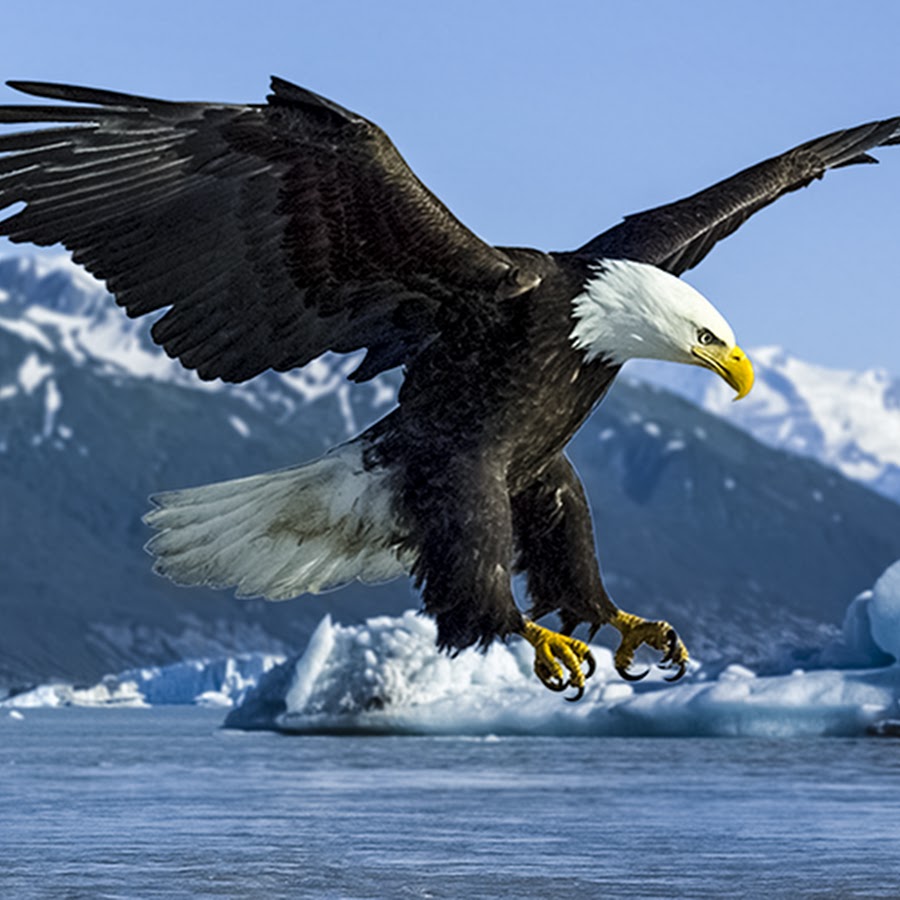Eagle Emperor - YouTube