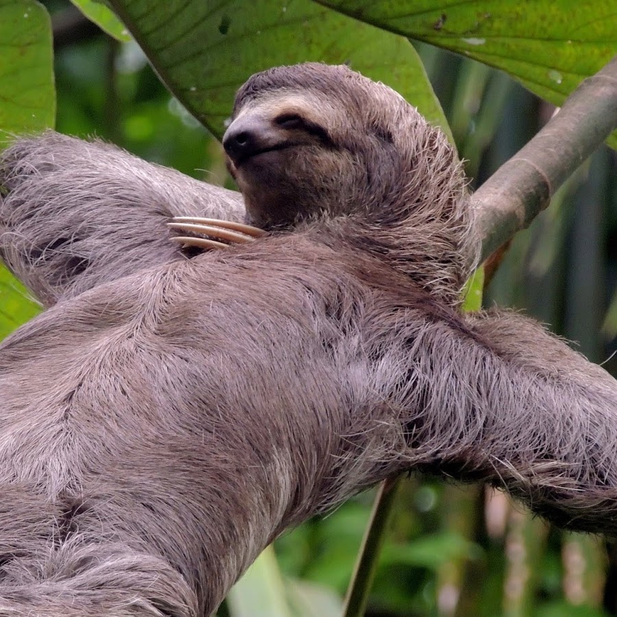 Sloth Gaming - YouTube