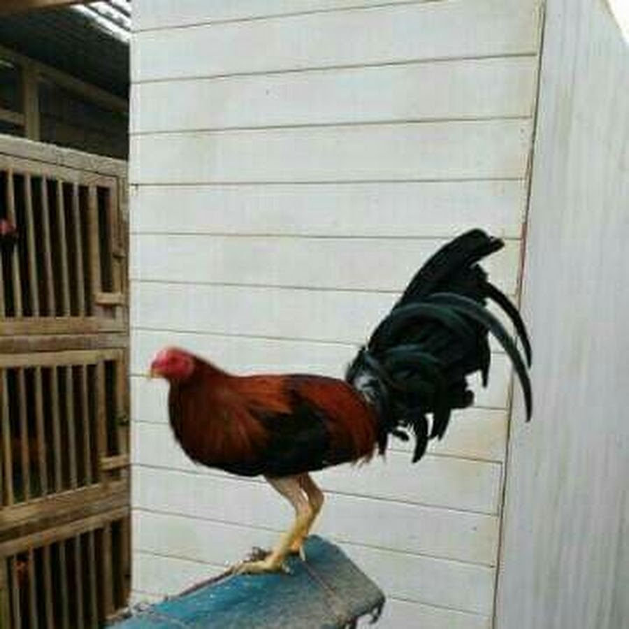 GALLOS ESPAÑOLES PERÚ - YouTube