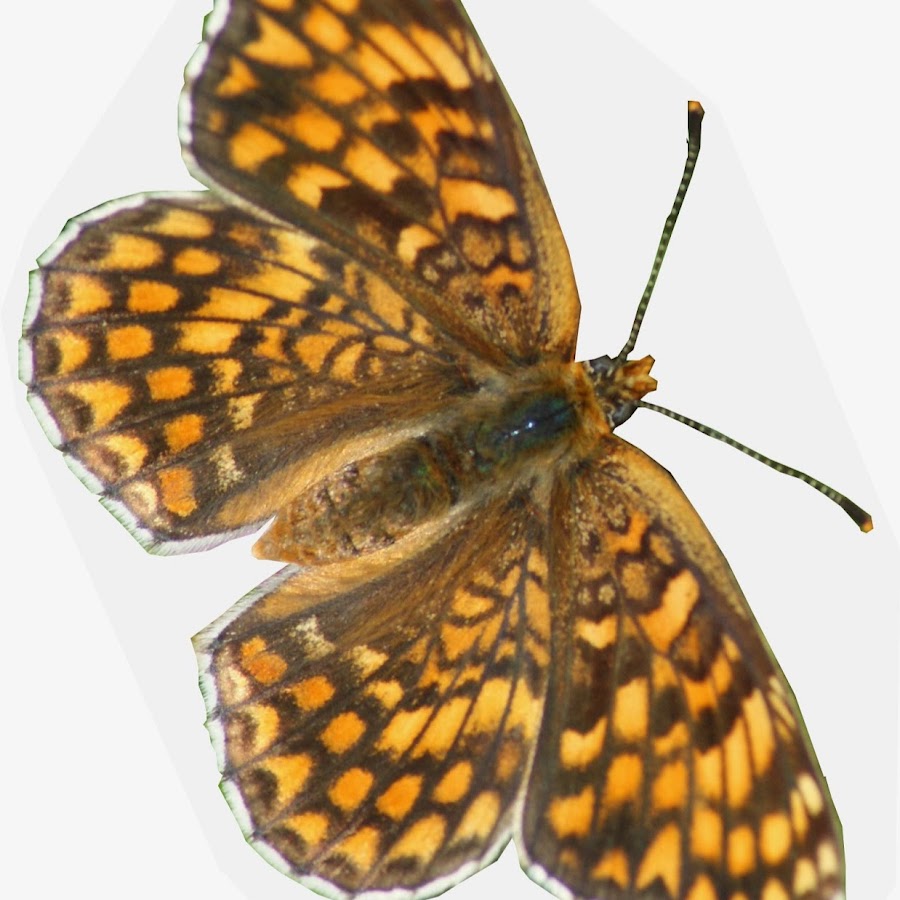 Kikie Vidéo - YouTube