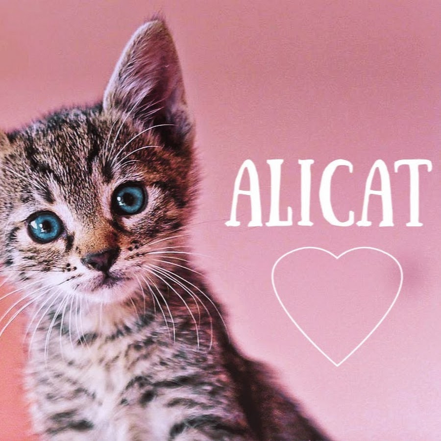 Ali Cat - YouTube