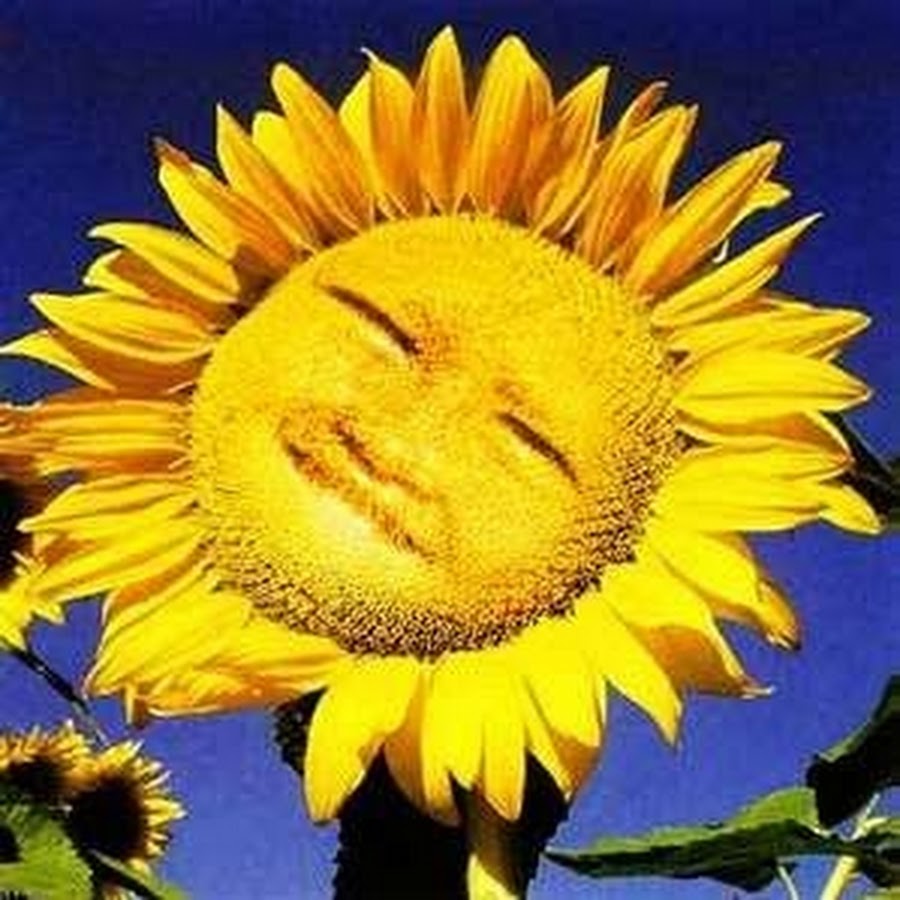 Happy Sunflower - YouTube