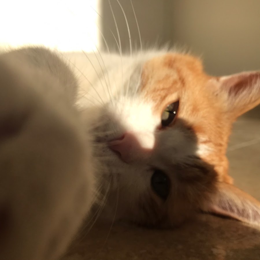 Haku The Cat - YouTube