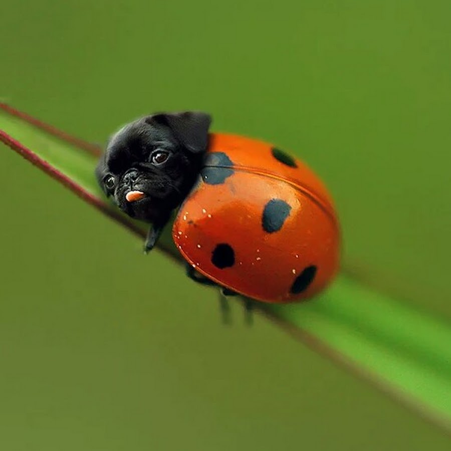 Lady Pug - YouTube