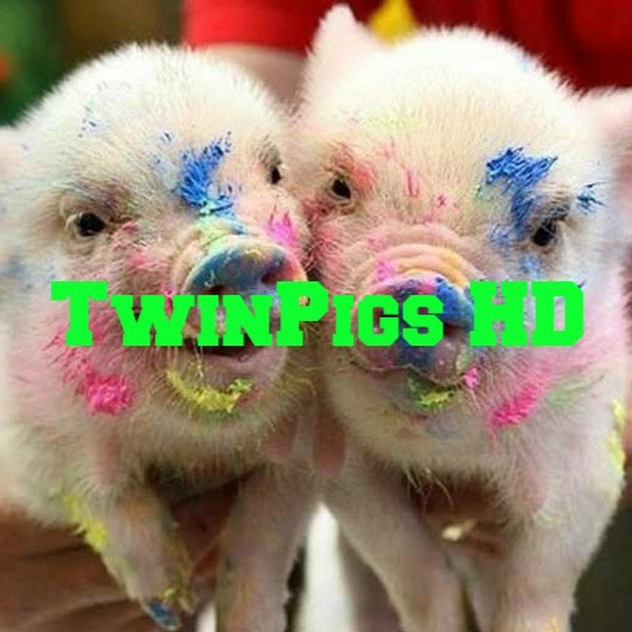 TwinPigs HD - YouTube