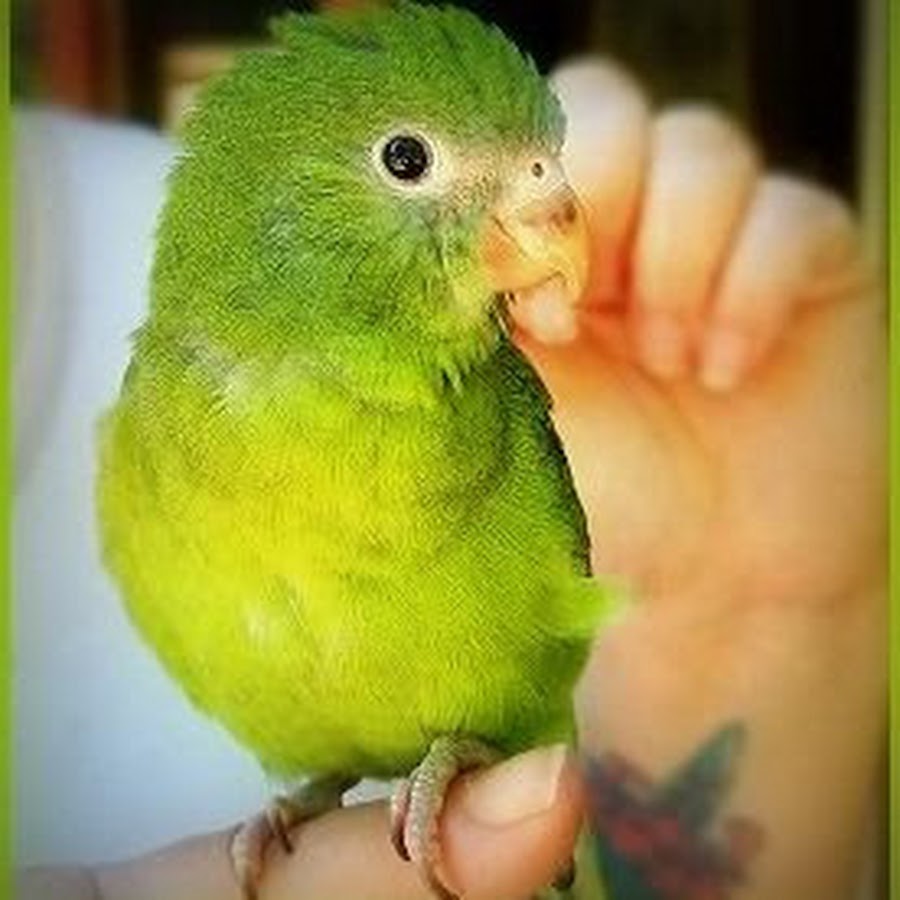 Clover the Canary Winged Parakeet - YouTube
