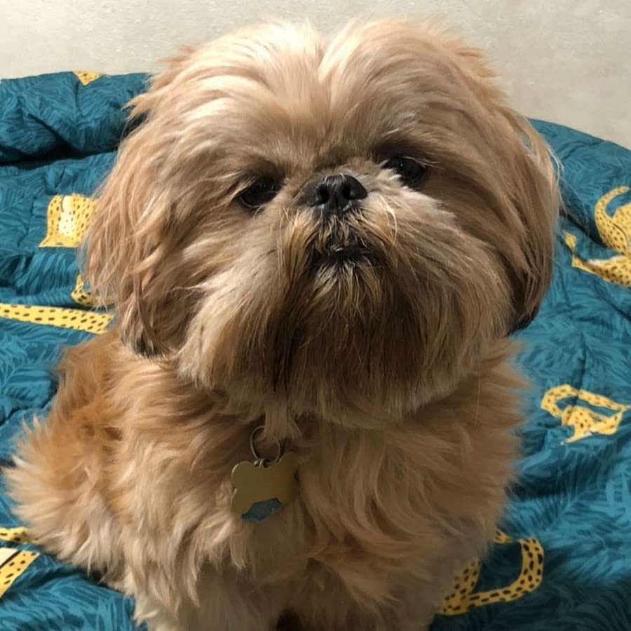 The triple ZZZ - YouTube