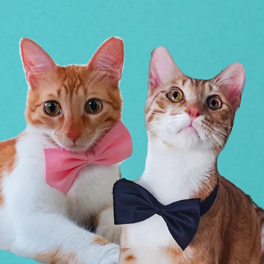 Ginny & Simba The Cats - YouTube